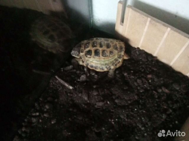 Черепаха