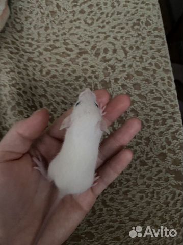 Декоративные крыски