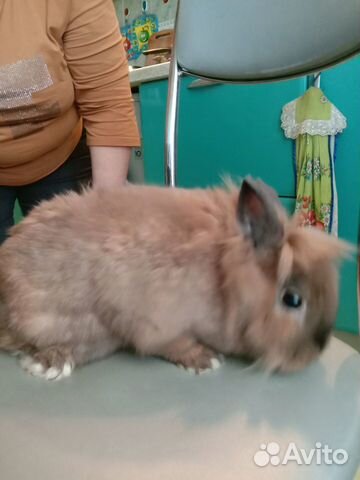 Декоративный кролик