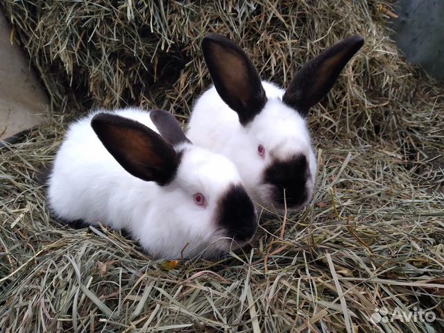 Самки калифорния 3 мес