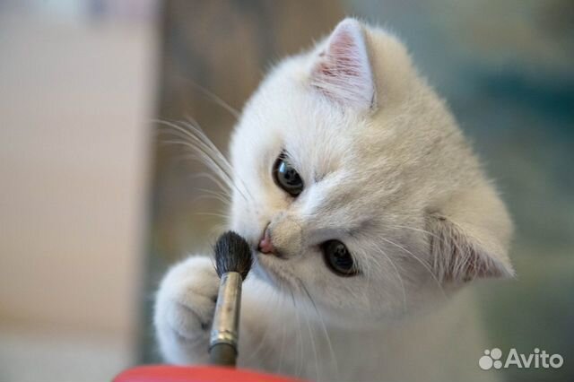 Британский котенок серебряная шиншилла