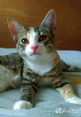 Котёнок в добрые руки