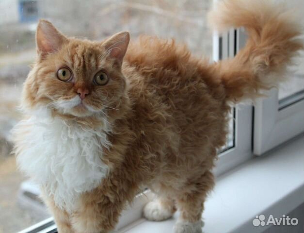 Селкирк-рекс