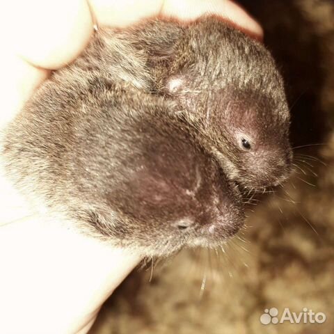 Восточная слепушонка