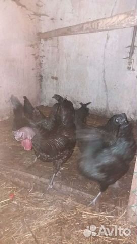 Ухейилюй,семья.6000