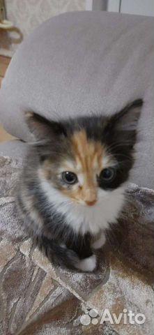 Катёнак одам хороший руку