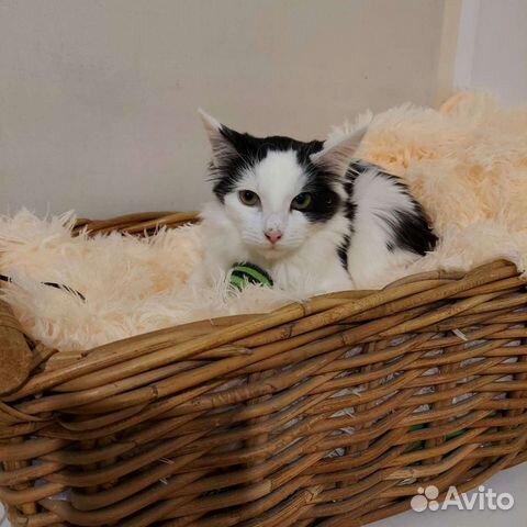 Которебёнок Лёвушка (4 месяца) ищет родителей