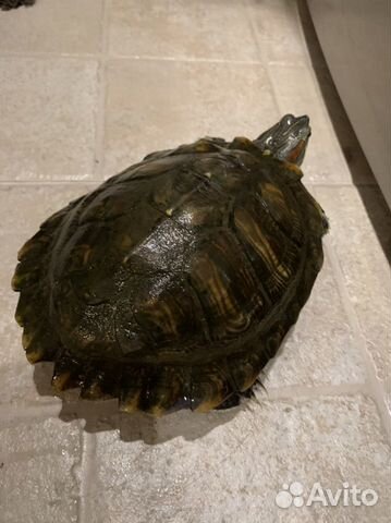 Черепаха в хорошие руки