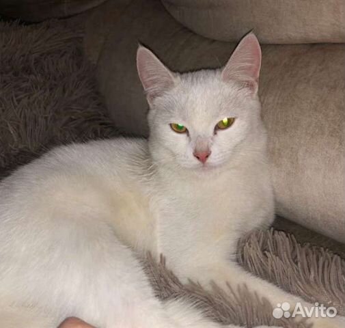 Котенок као мани