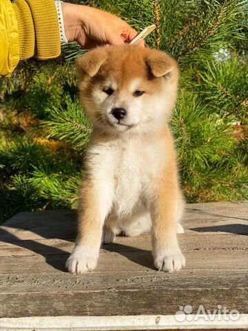 Акита ину