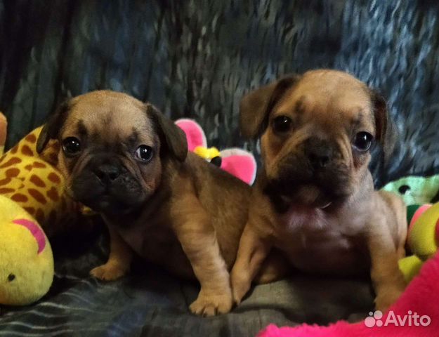 Мальчишки-французики