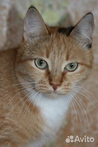 Кошка 5лет
