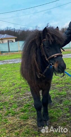 Пони жеребец