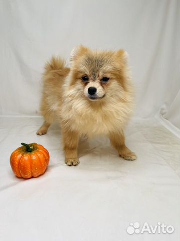 Померанский шпиц подрощенный