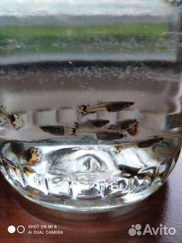 Подросшие мальки гуппи