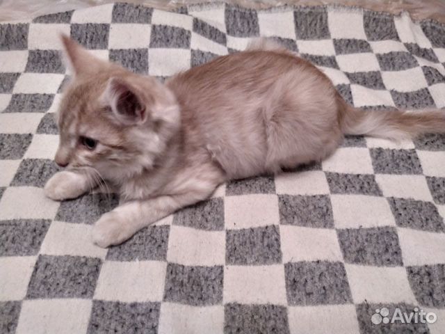Котята в добрые руки приучены к лотку