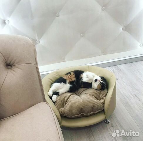 Кошка скотиш фолд (шотландская)
