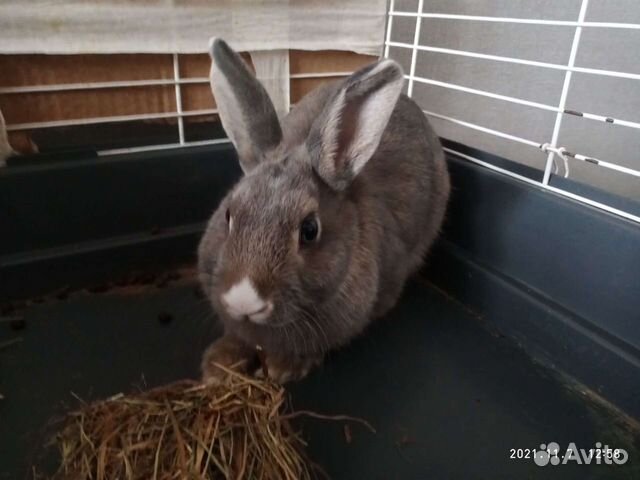 Декоративный кролик с клеткой