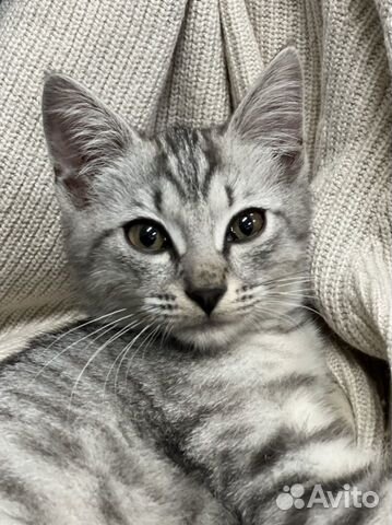 Котята в добрые руки бесплатно