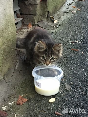 Не проходите мимо. Котята в добрые руки