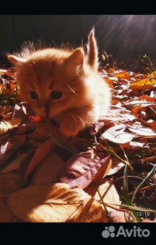 Котята в добрые руки бесплатно