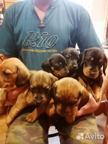 Милые таксята