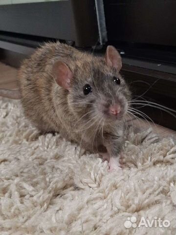 Крыса(Мальчик) вязка, Рекс