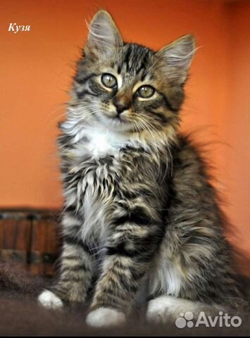 Котята в дар