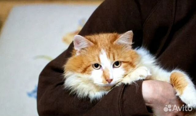 Особенный Хин ждёт семью в Лесном приюте