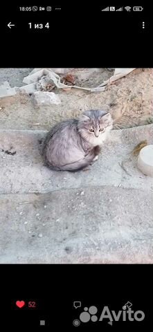 Котенок в добрые руки