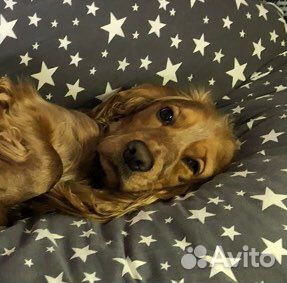 Кокер спаниель ищет невесту