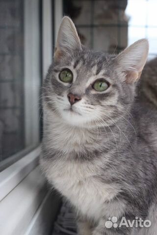 Котенок Сэм в поисках дома