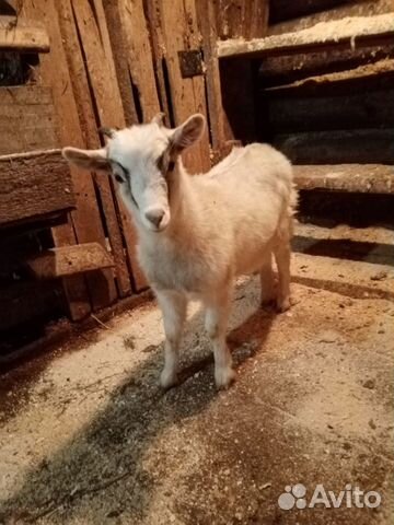 Продам или поменяю козочку