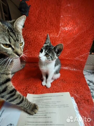 Котенок веселый девочка 2 мес