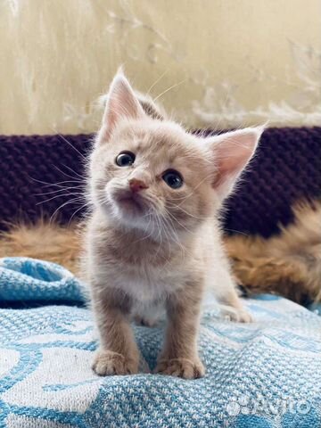 Маленькая кнопка Ляля