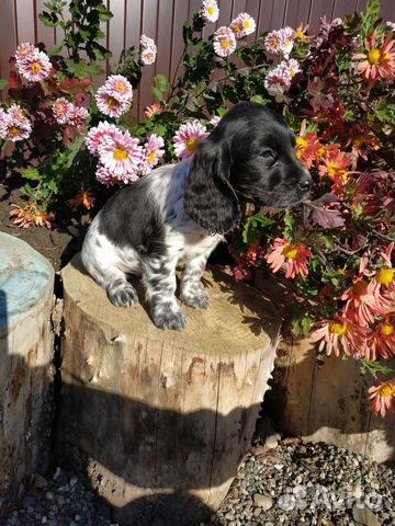 Русский спаниель