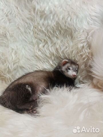 Ищем мальчика для вязки