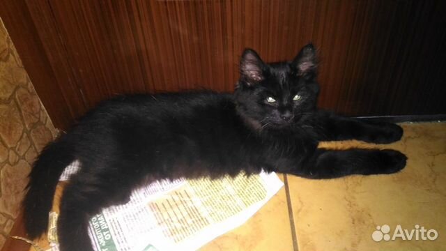 Отдам в добрые руки чудных котят