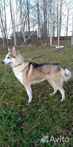 Западносибирская лайка рабочая (сука)