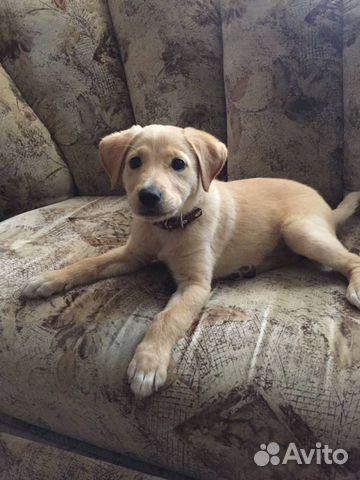 Щенки лабрадора