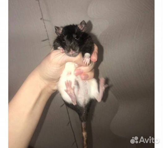 Крысы ручные