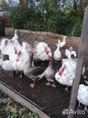 Продам индюков и гусей