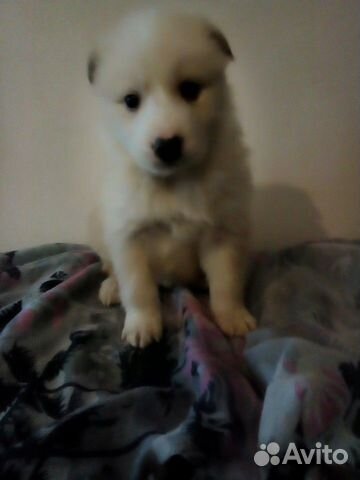 Самоедская лайка