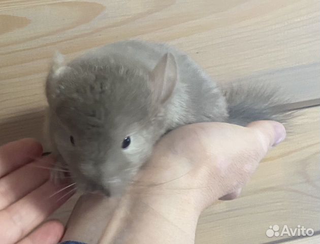 Шиншилла Пастель-Зеленоград