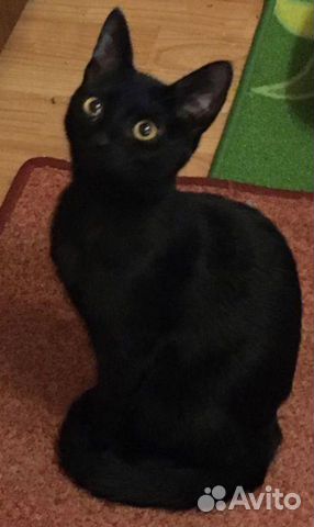 Чёрный Котенок Кошка