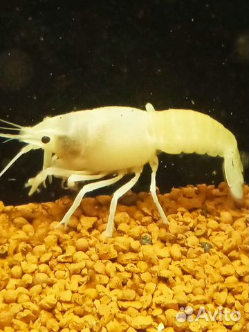 Продам рак калифорнийский