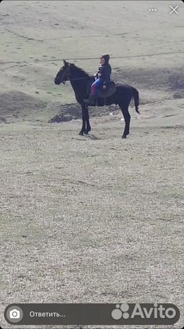 Лошадь жеребец