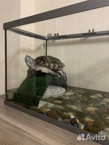 Черепаха с аквариумом