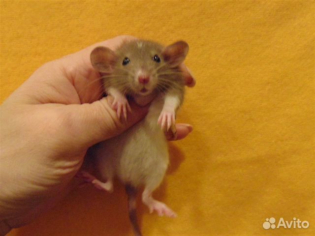 Крысы,крысята дамбо спб от заводчика, клетки, корм