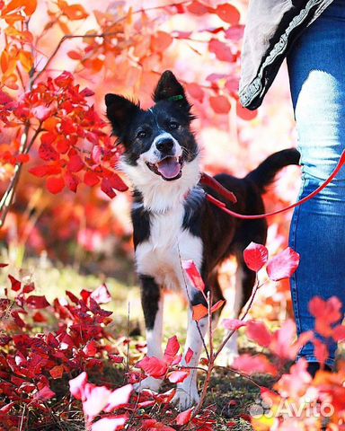 Пёсик Тима в добрые руки
